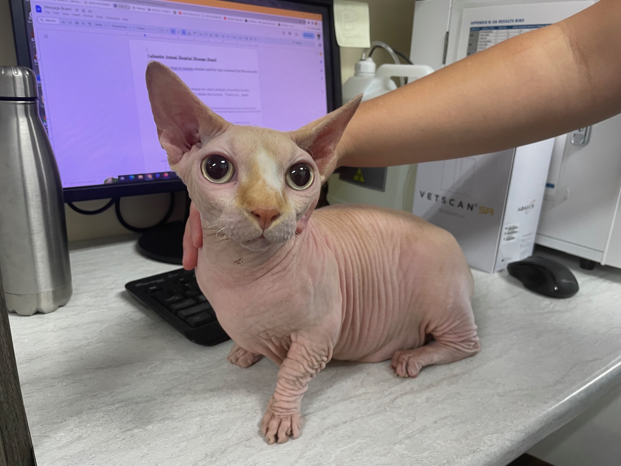 Home - Callander Animal Hospital and Wellness Centre